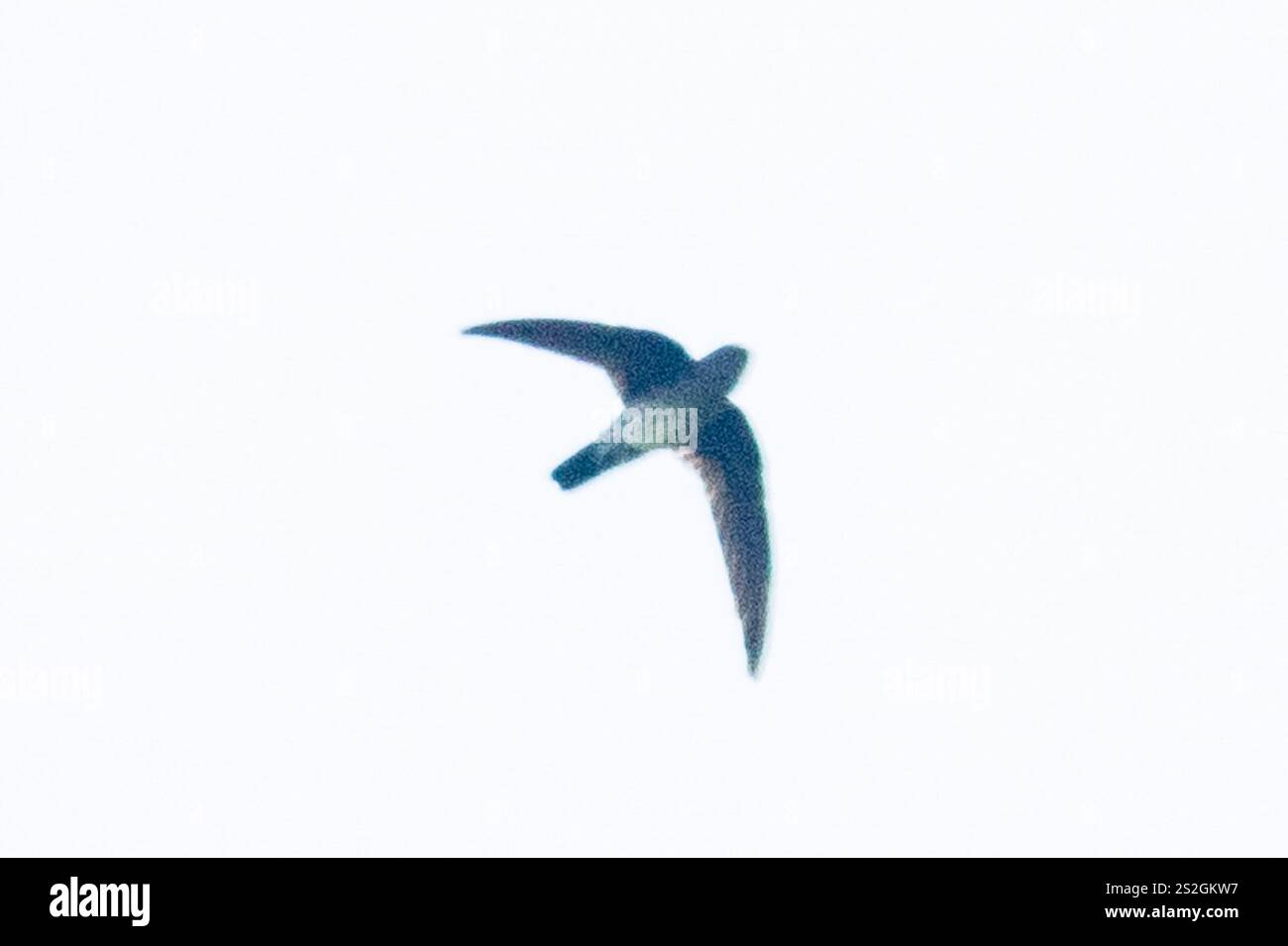 Plume toed swiftlet collocalia affinis hi-res stock photography and ...
