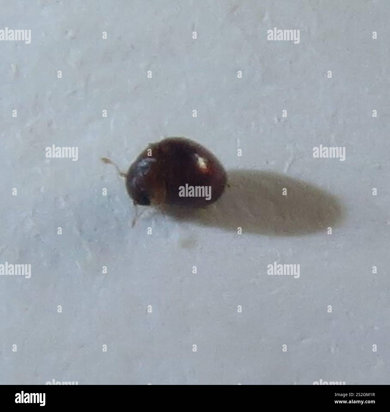 Minute Beetles (Clambidae Stock Photo - Alamy