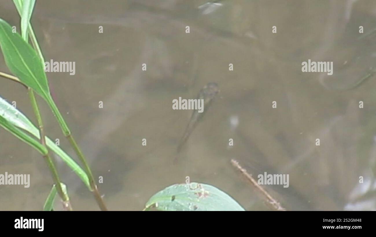 Typical Killifishes (Fundulus Stock Photo - Alamy