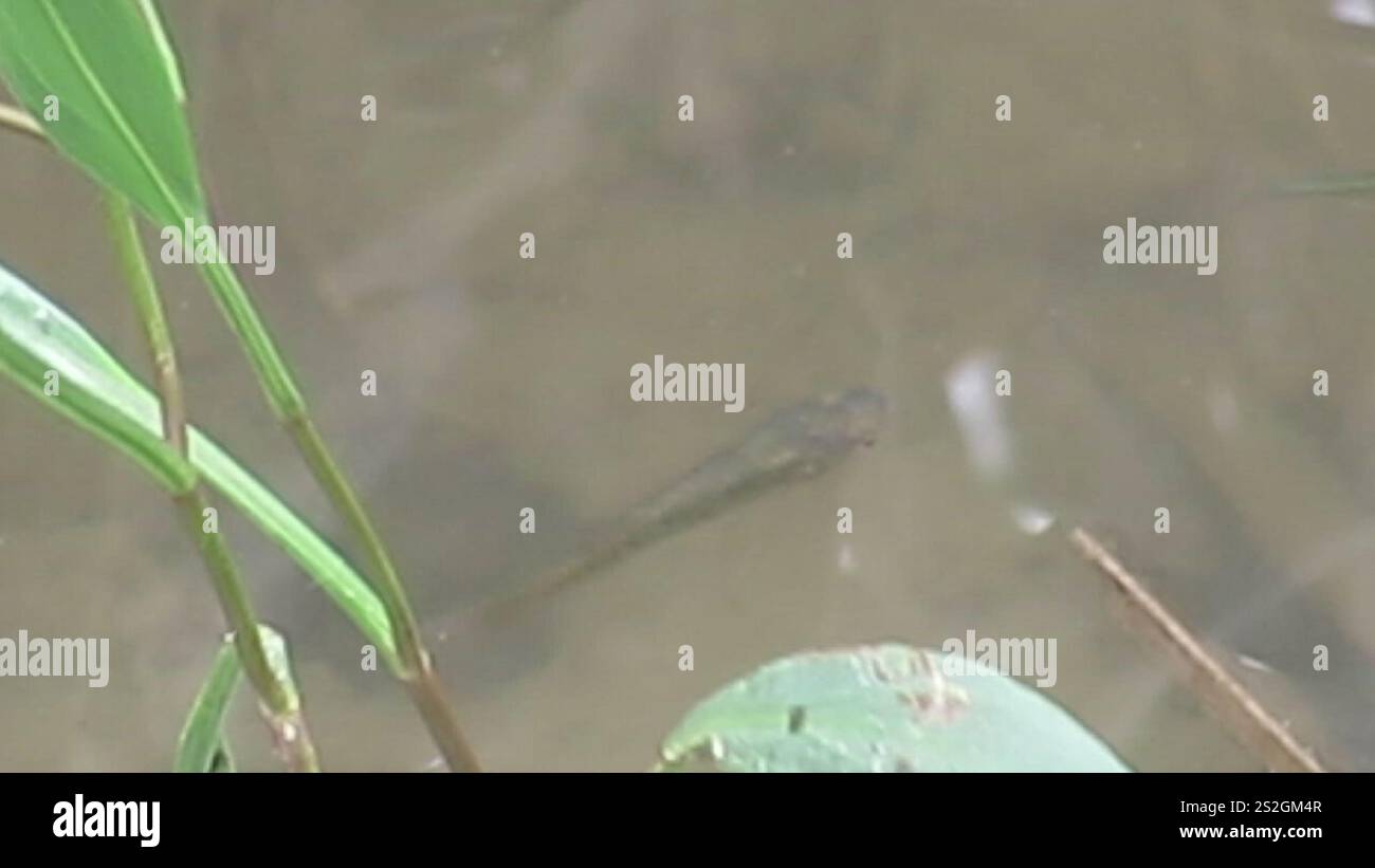 Typical Killifishes (Fundulus Stock Photo - Alamy