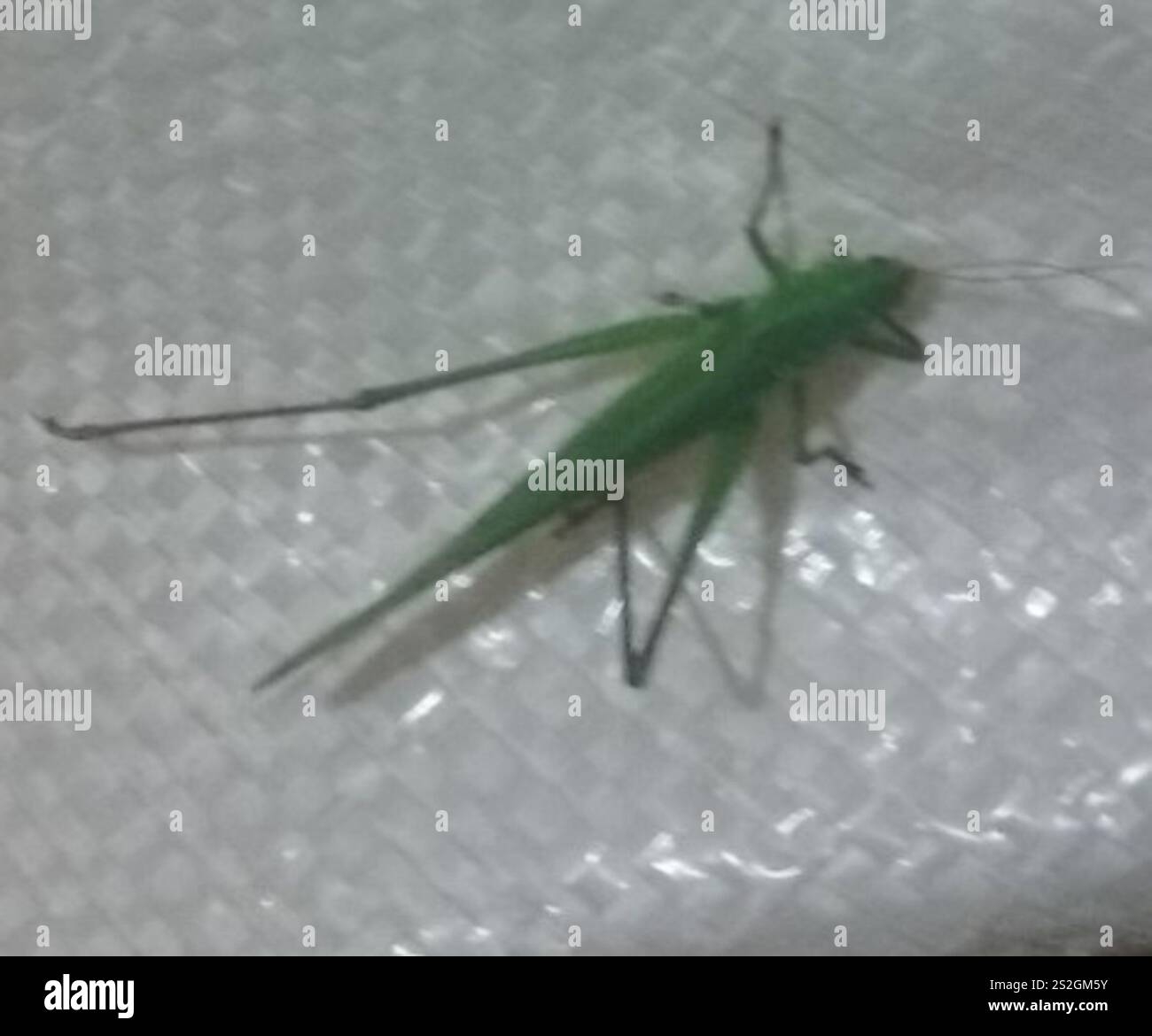 Common Coneheads (Neoconocephalus Stock Photo - Alamy