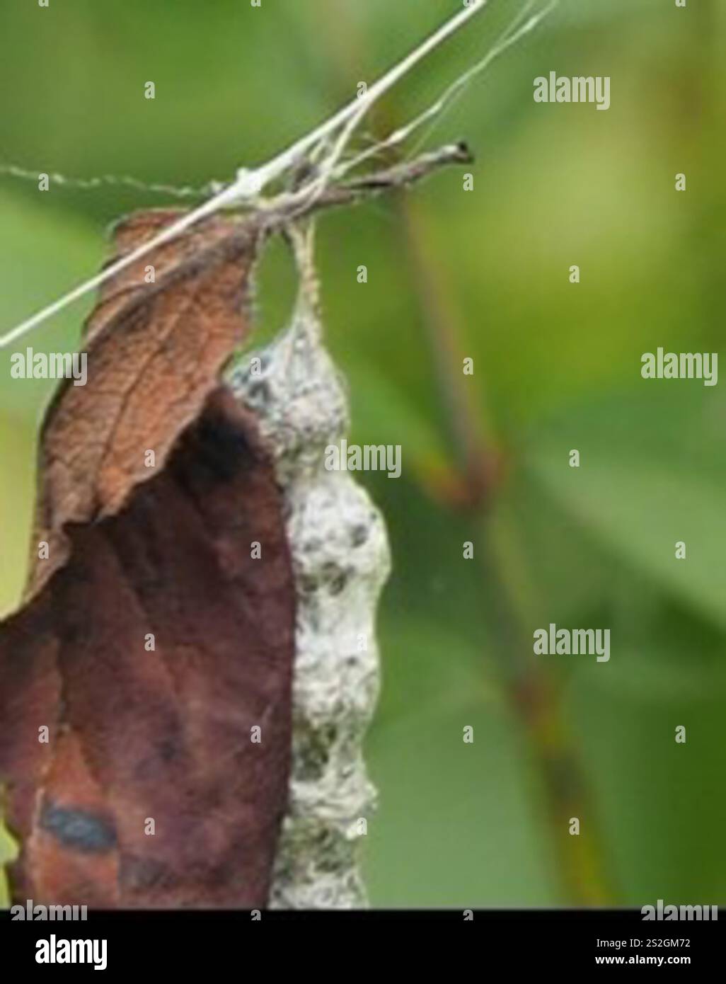 Basilica Orbweaver (Mecynogea lemniscata Stock Photo - Alamy