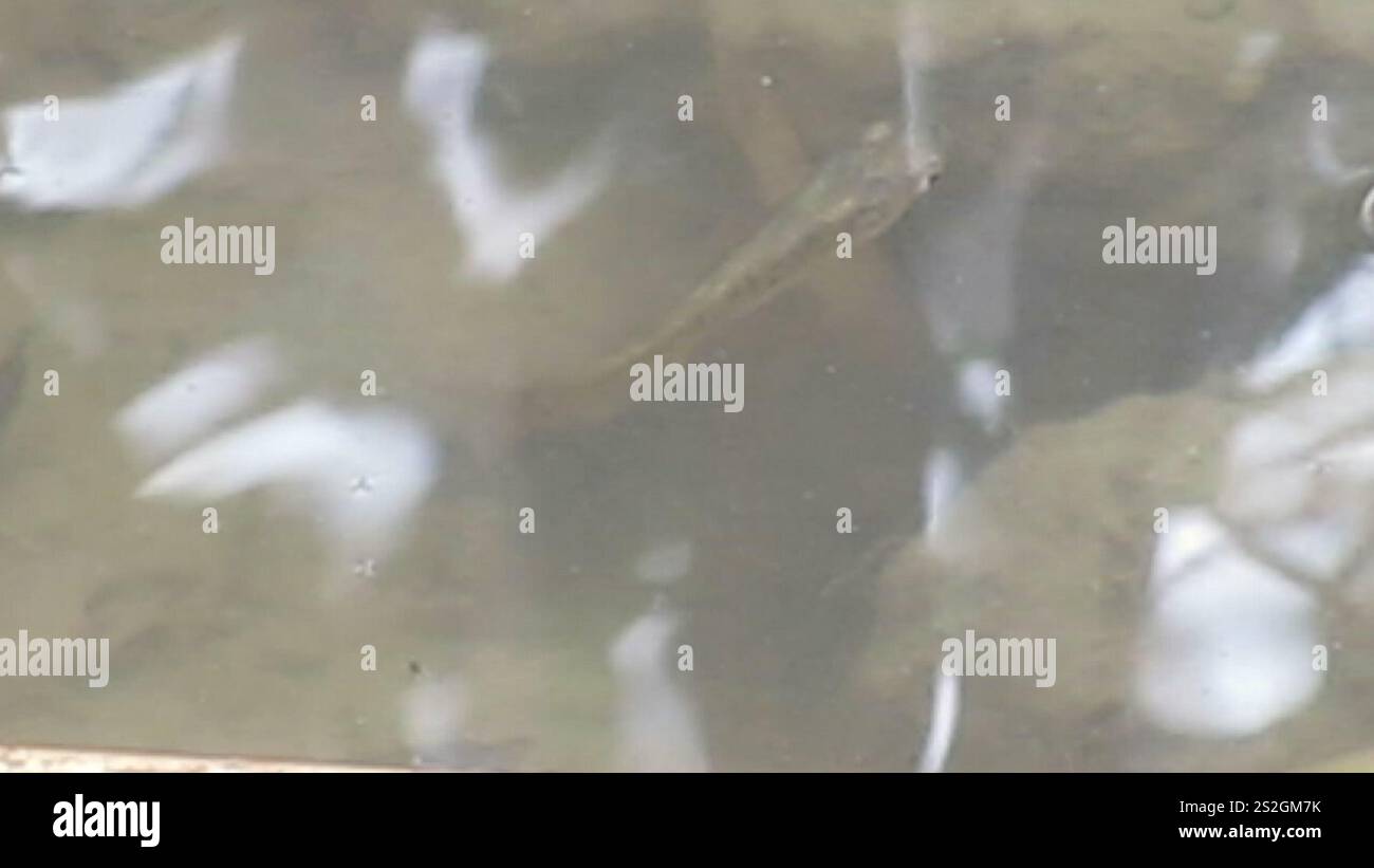 Typical Killifishes (Fundulus Stock Photo - Alamy