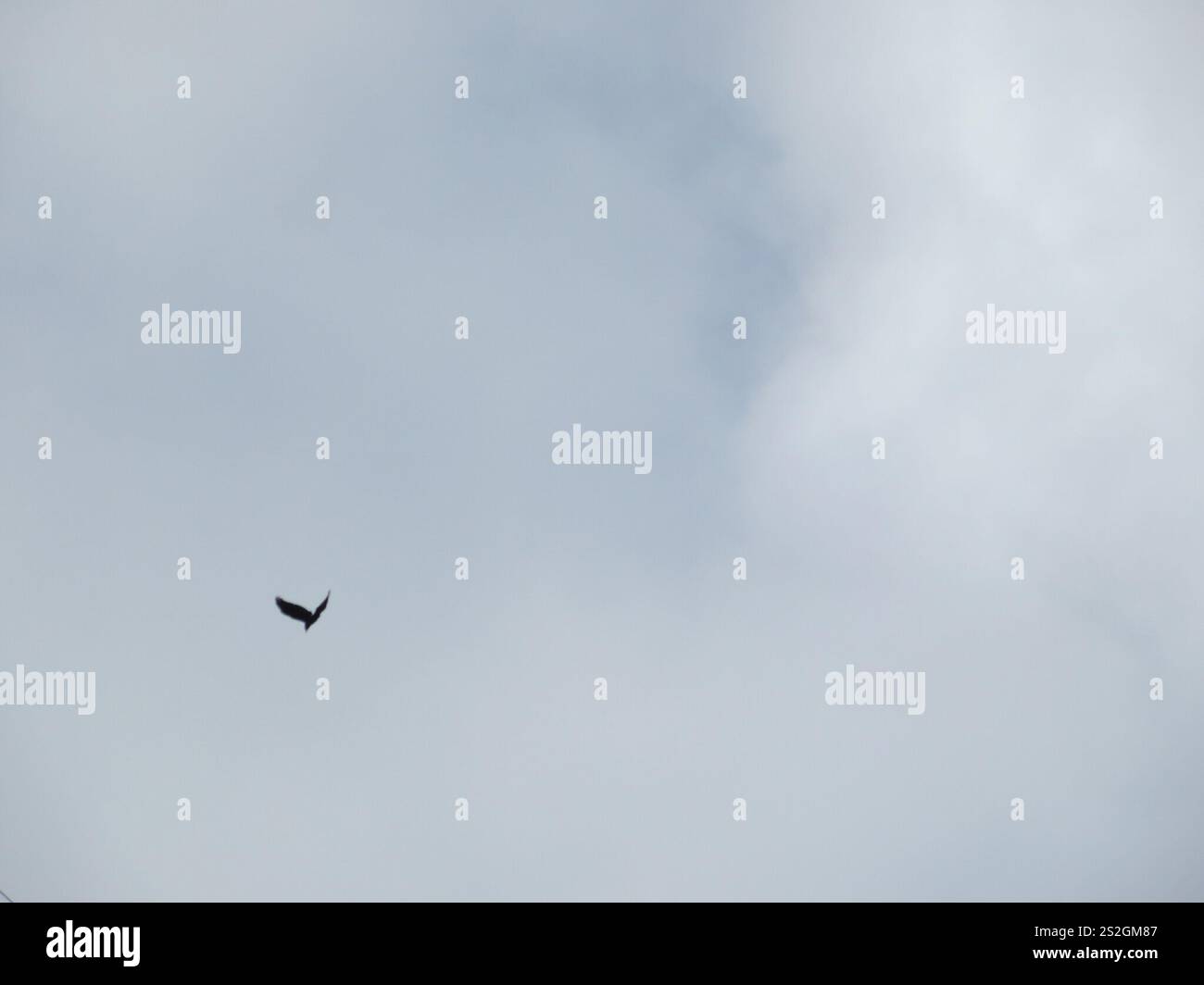 Fish Crow (Corvus ossifragus Stock Photo - Alamy