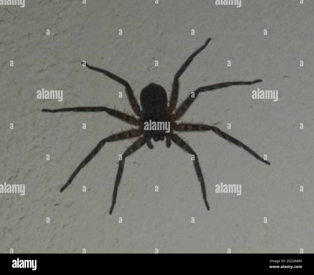 Crescent-eyed Spiders (Selenops Stock Photo - Alamy