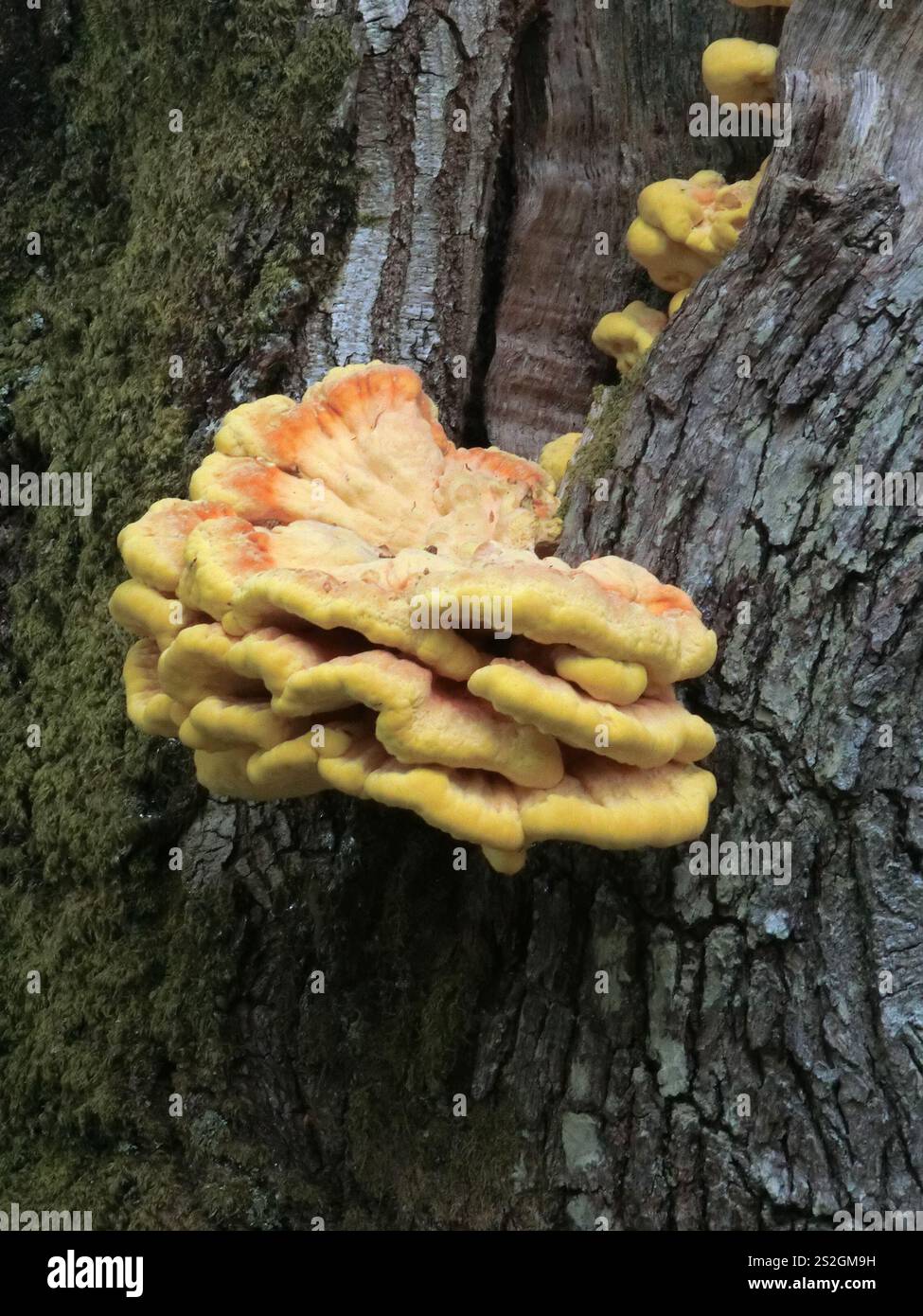 Chicken of the Woods - Laetiporus sulphureus, Bracket Fungi Fruiting ...