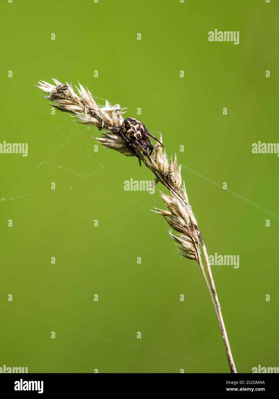 Black and White Orb Spider on Grass Seed Head Stock Photo - Alamy