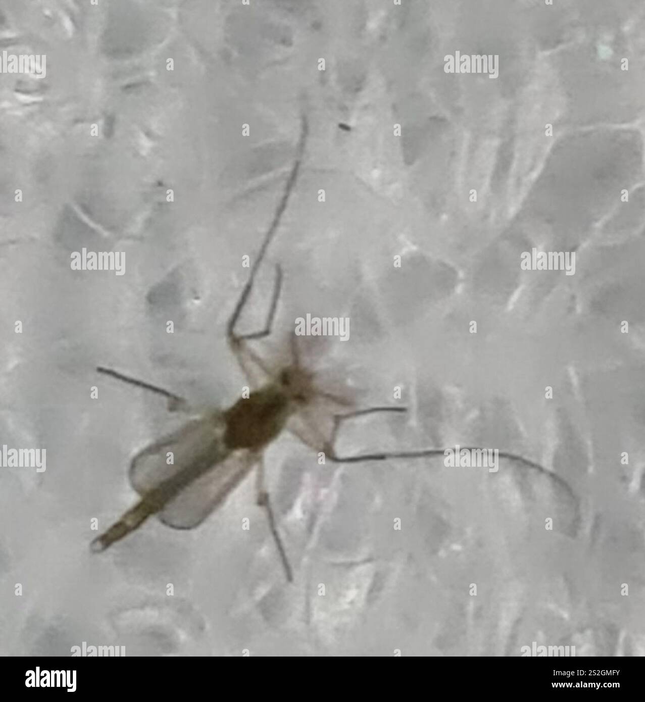 Non-biting Midges (Chironomidae Stock Photo - Alamy