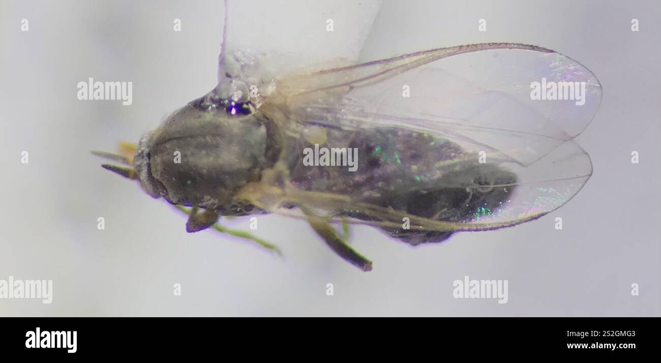 Common Blackflies (Simulium Stock Photo - Alamy