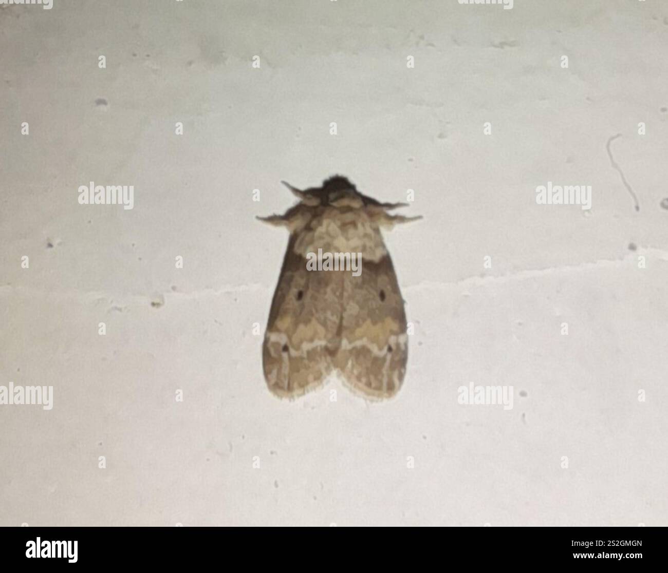 Owlet Moths and Allies (Noctuoidea Stock Photo - Alamy