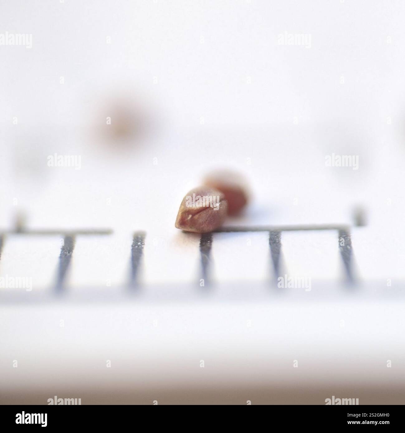 limestone sandmat (Euphorbia blodgettii Stock Photo - Alamy