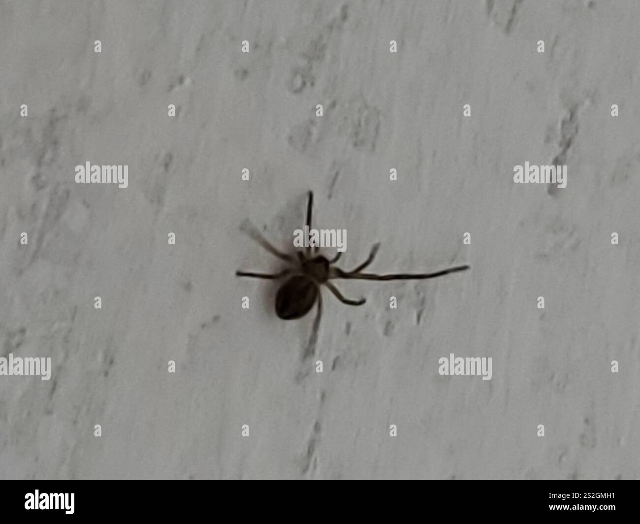 Running Crab Spiders (Philodromidae Stock Photo - Alamy