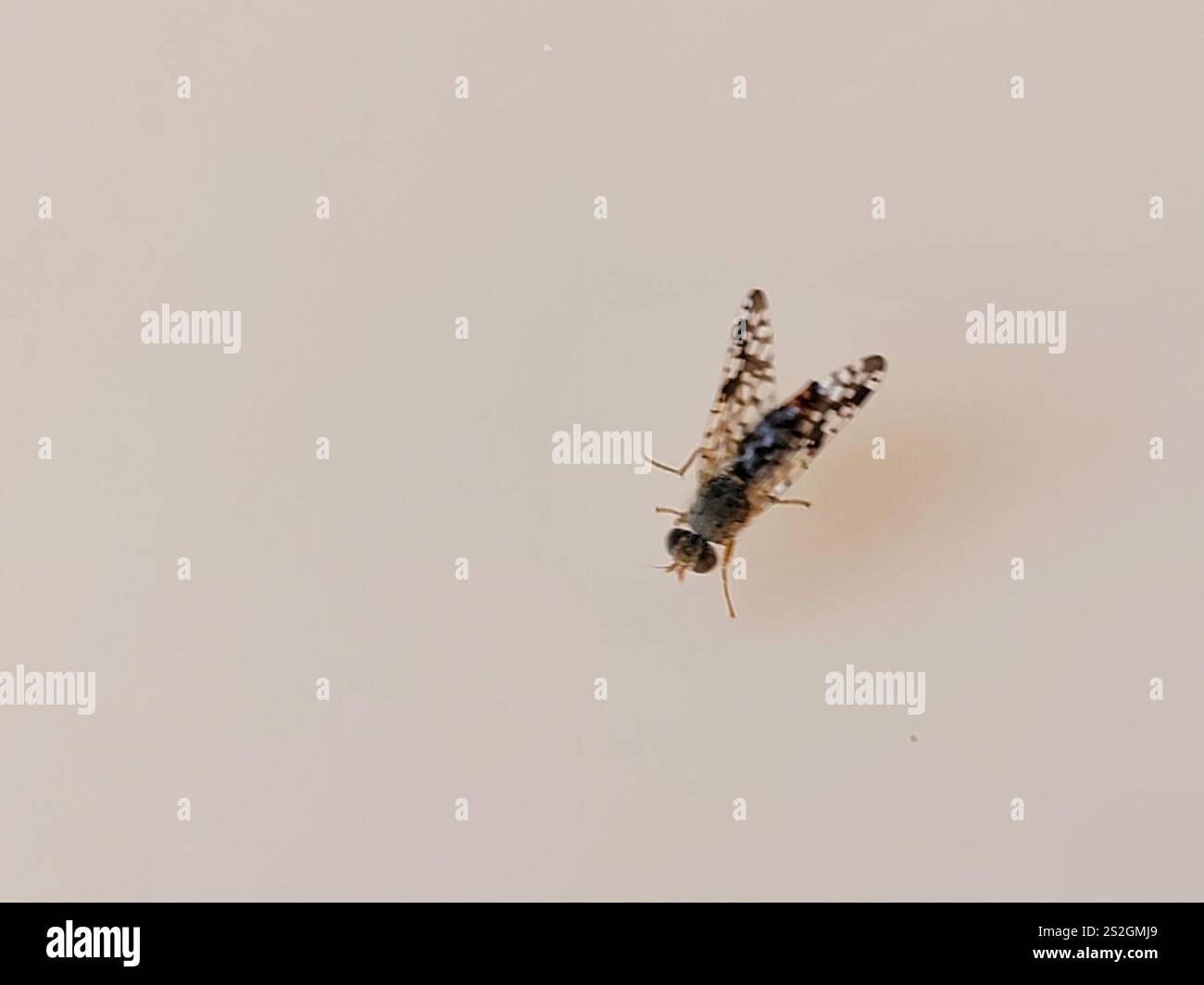 Sunflower Seed Maggot (Neotephritis finalis Stock Photo - Alamy
