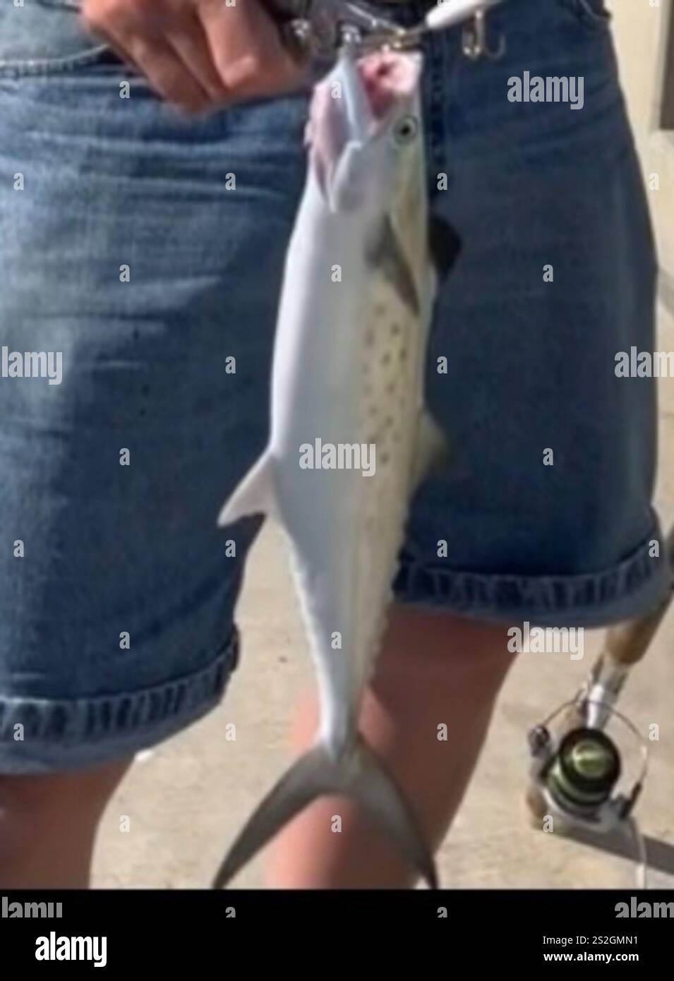 Atlantic Spanish Mackerel (Scomberomorus maculatus Stock Photo - Alamy
