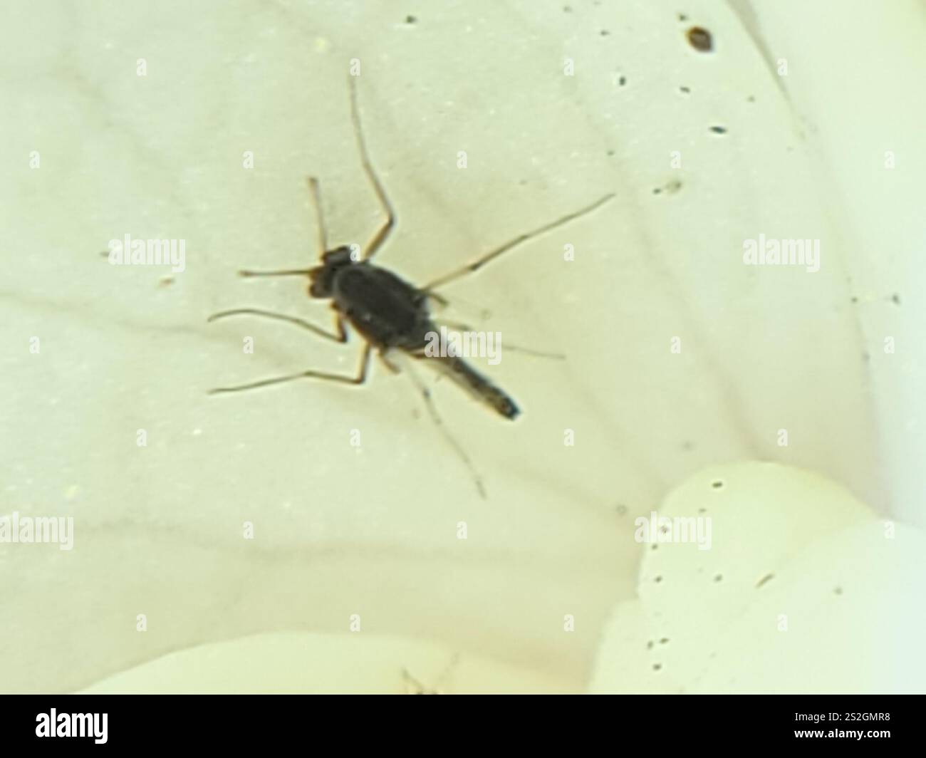 Non-biting Midges (Chironomidae Stock Photo - Alamy