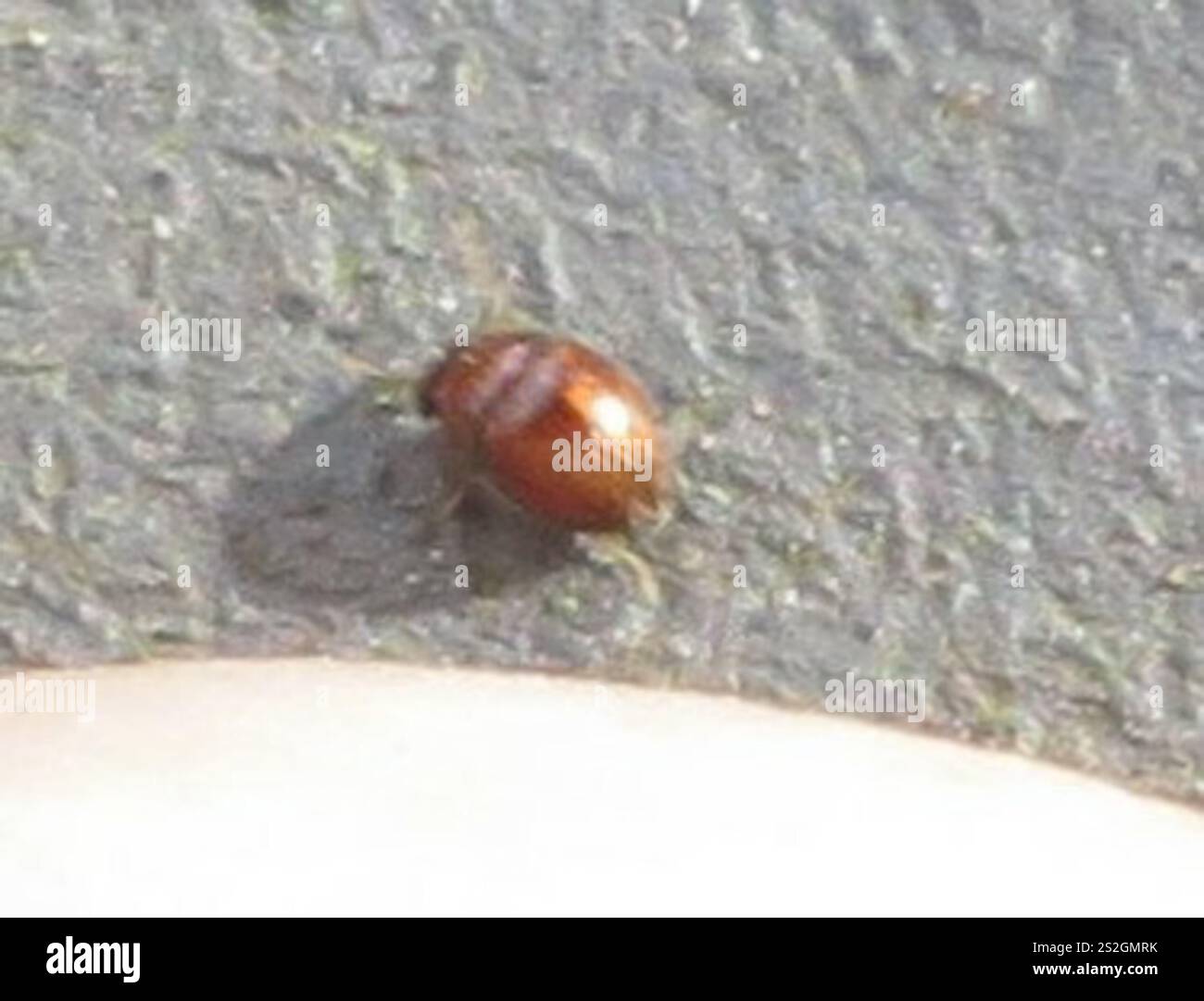 Minute Beetles (Clambidae Stock Photo - Alamy