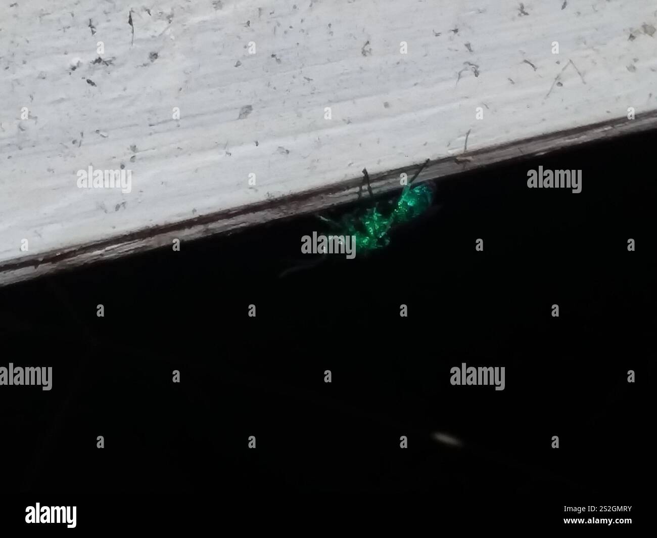 Metallic Bluish-green Cuckoo Wasp (Chrysis angolensis Stock Photo - Alamy