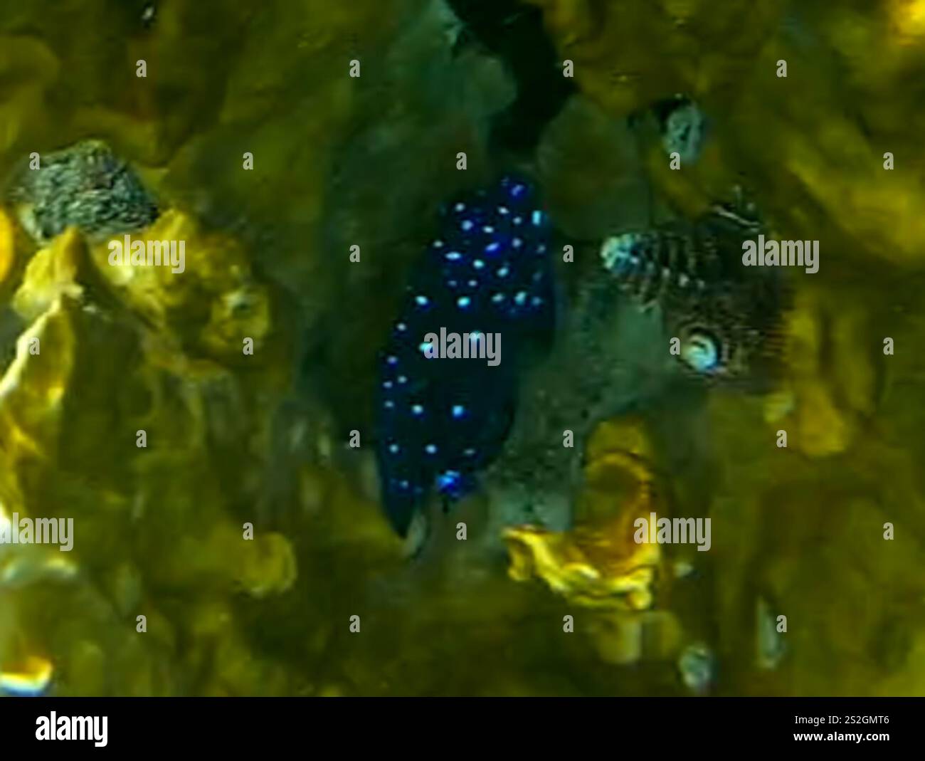 Yellowtail Damselfish (Microspathodon chrysurus Stock Photo - Alamy