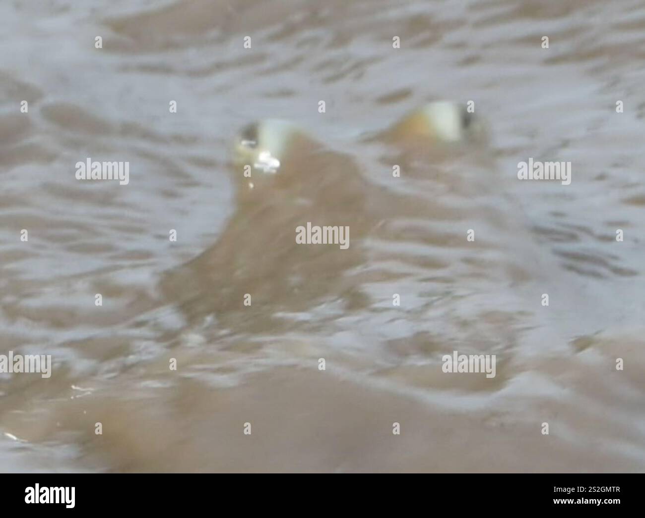 Largescale Four-eyed Fish (Anableps anableps Stock Photo - Alamy