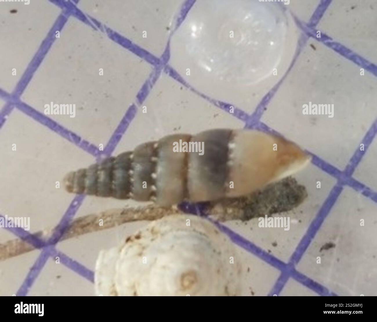 Cliveden Snail (Papillifera papillaris Stock Photo - Alamy