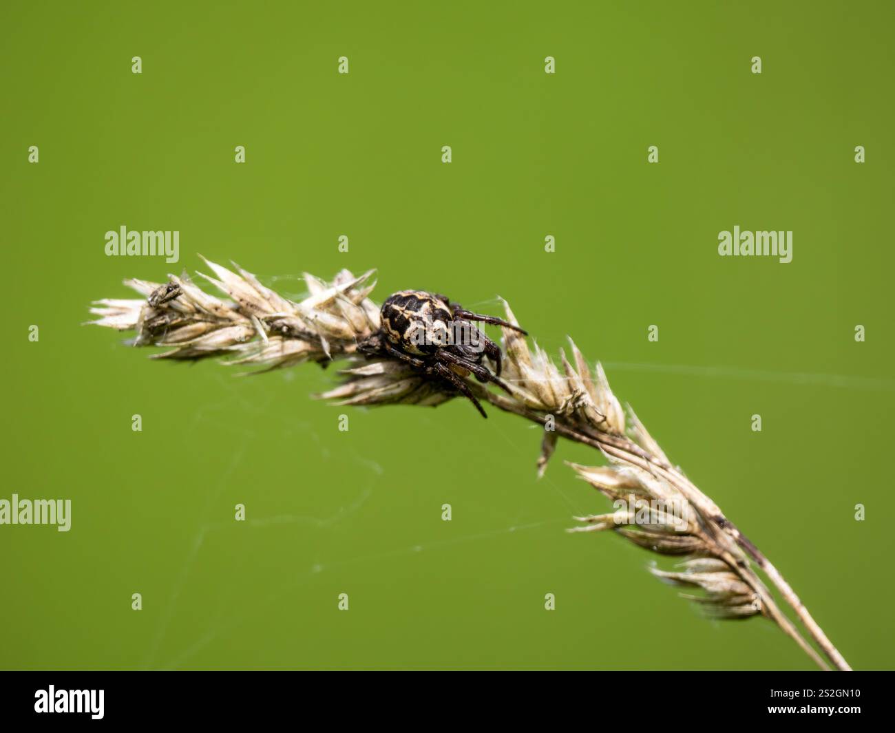 Black and White Orb Spider on Grass Seed Head Stock Photo - Alamy
