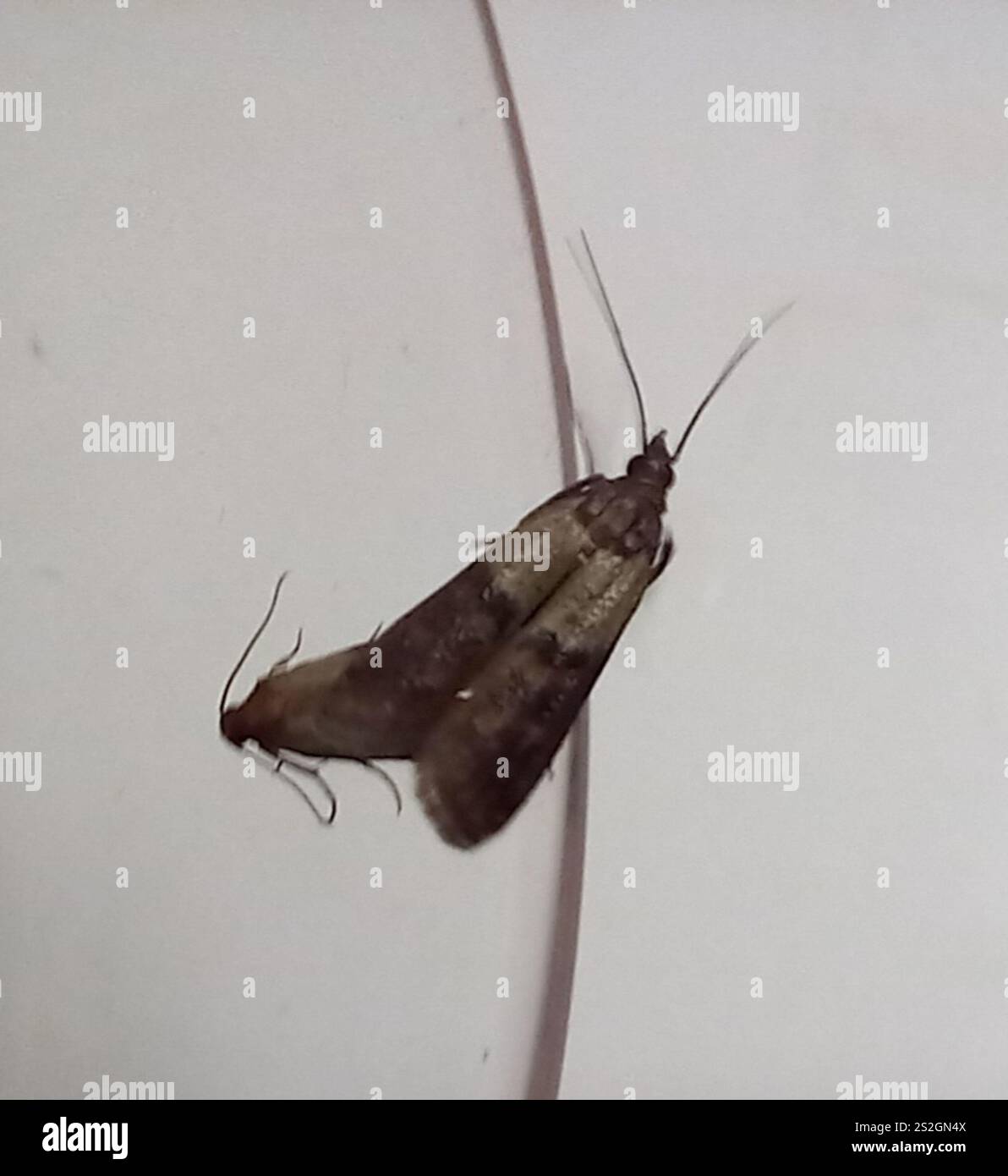 Indian-Meal Moth (Plodia interpunctella Stock Photo - Alamy