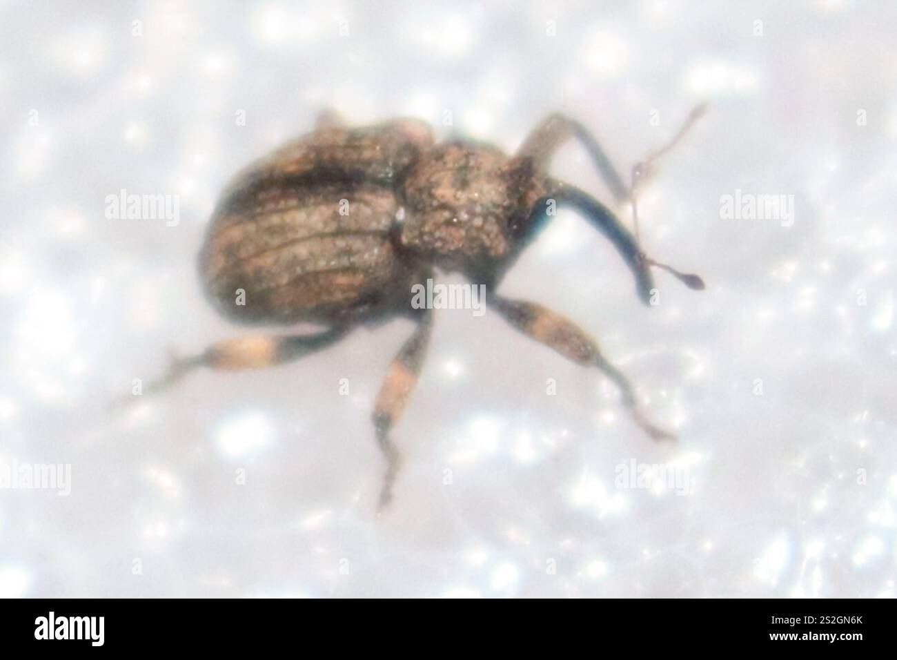 True Weevils (Curculionidae Stock Photo - Alamy