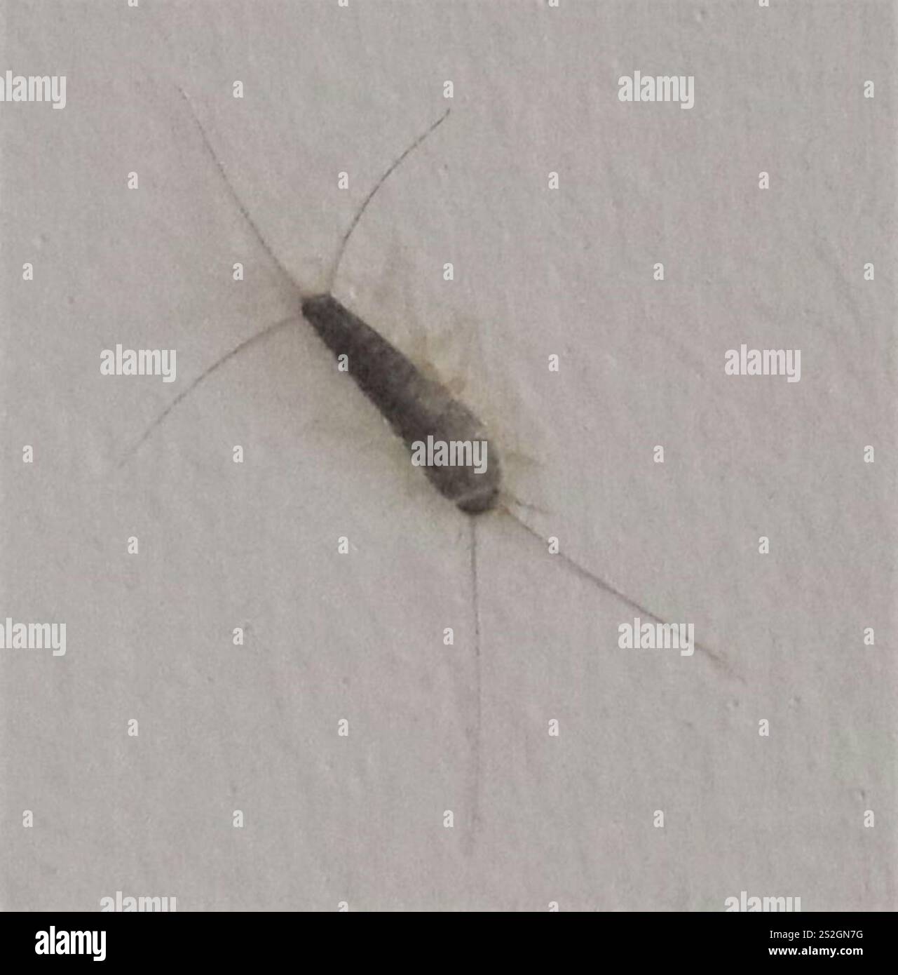 Long-tailed Silverfish (Ctenolepisma longicaudatum Stock Photo - Alamy