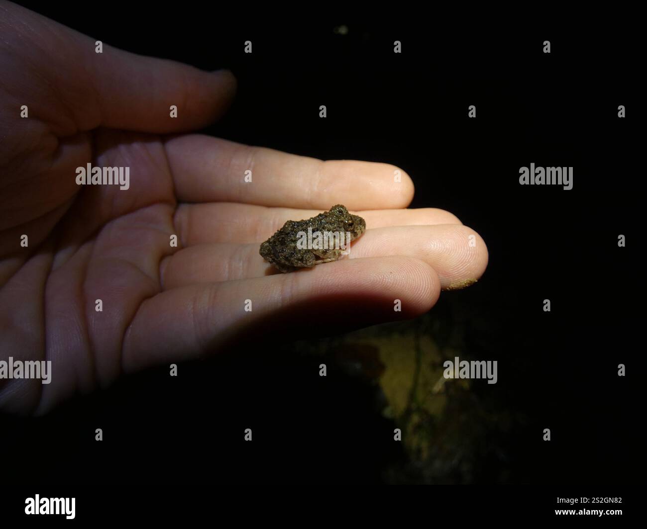 Common Big-headed Frog (Oreobates quixensis Stock Photo - Alamy