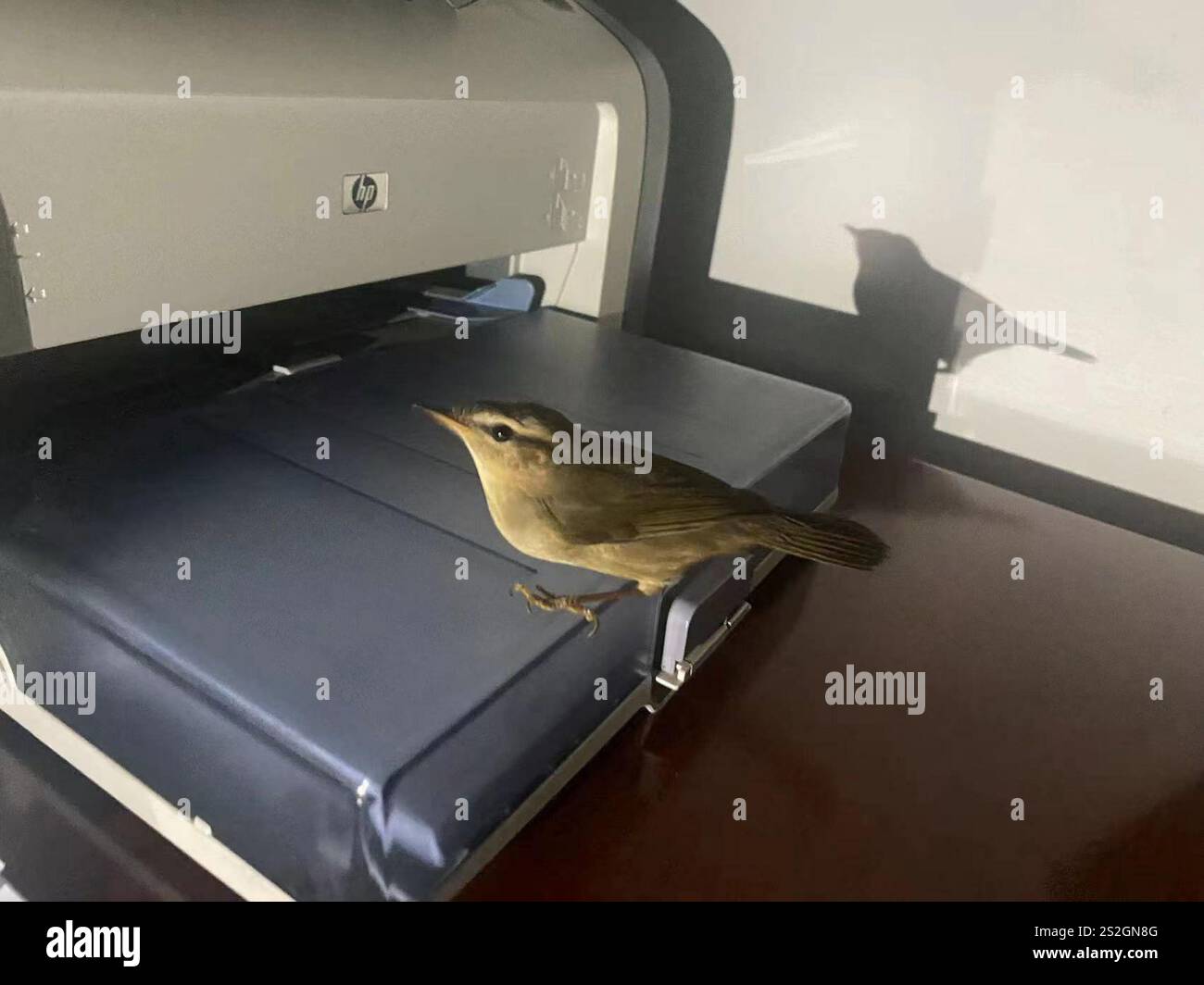 Dusky Warbler (Phylloscopus fuscatus Stock Photo - Alamy