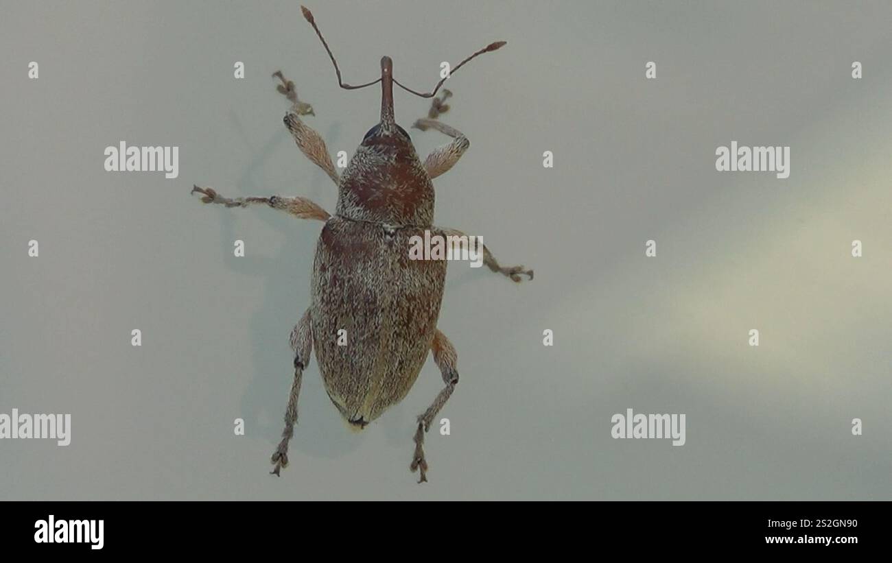 Nut and Acorn Weevils (Curculio Stock Photo - Alamy