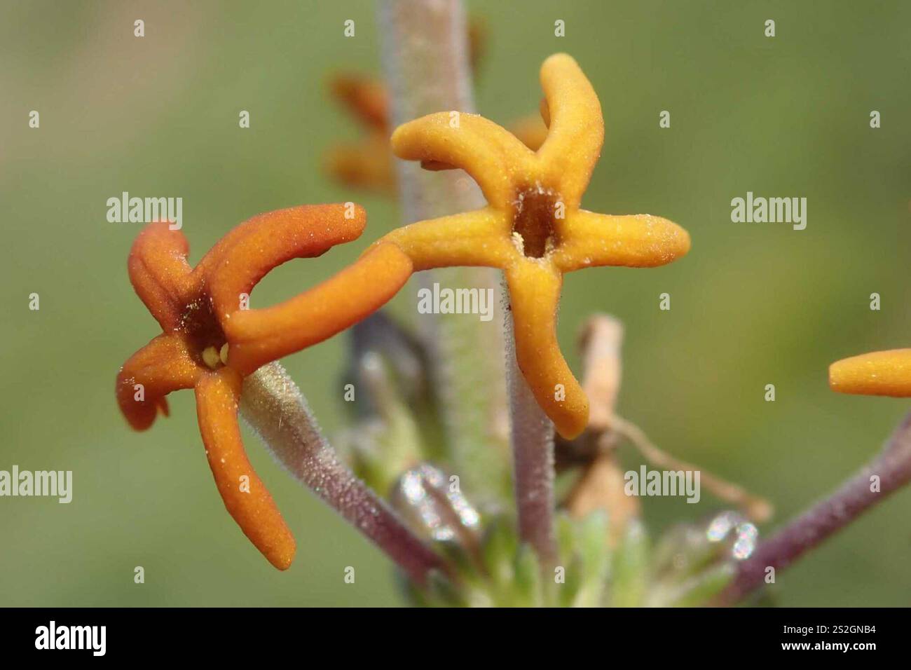 Isola Fingerflox (Manulea parviflora Stock Photo - Alamy