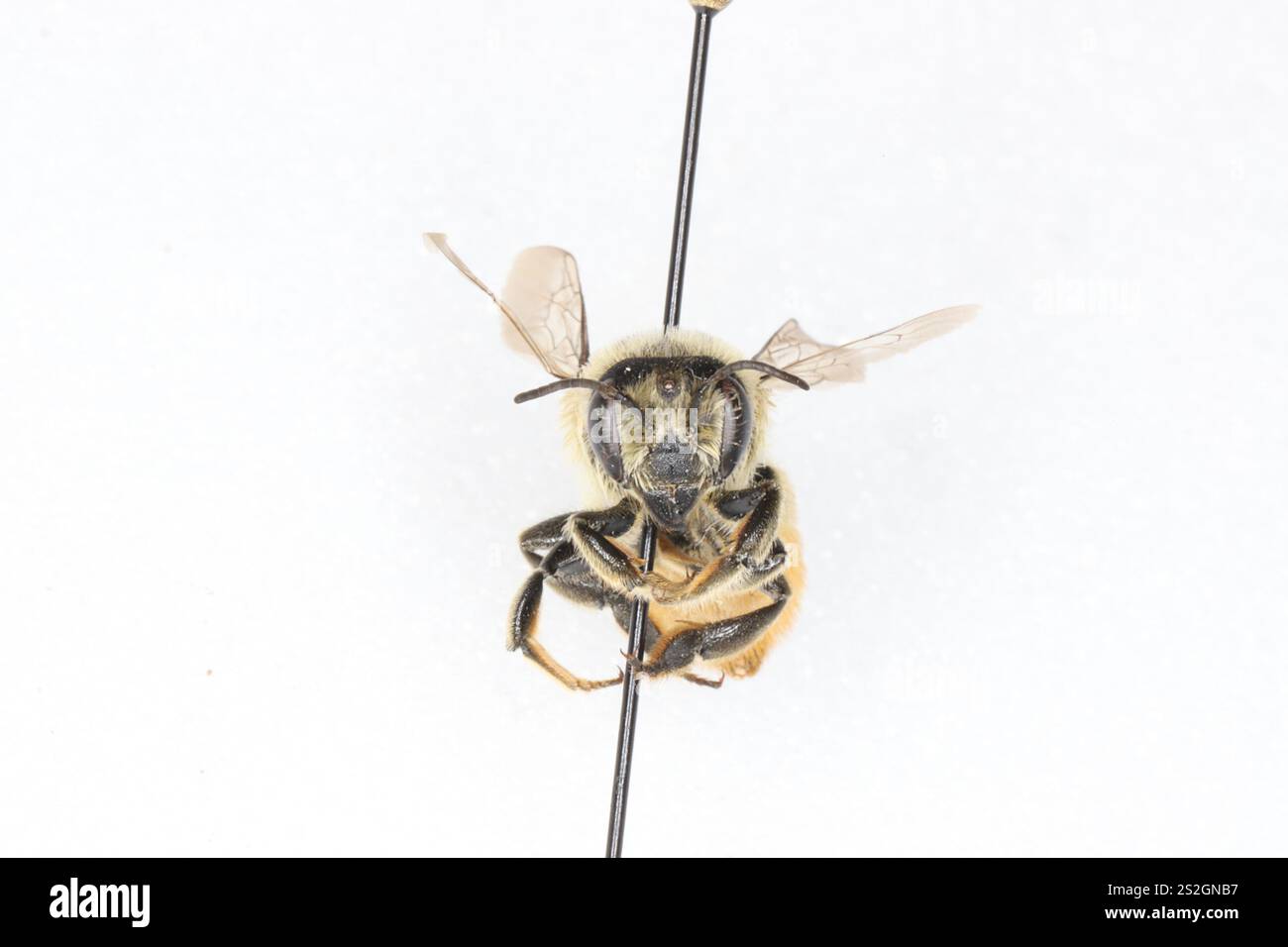 broad-handed leafcutter bee (Megachile latimanus Stock Photo - Alamy