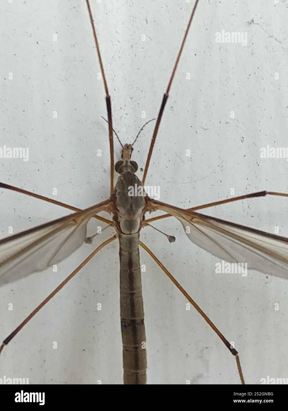 Marsh Crane Fly (Tipula oleracea Stock Photo - Alamy