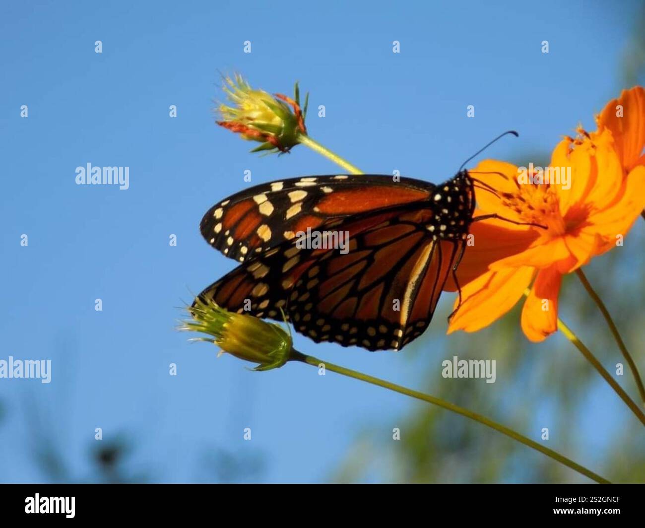 Southern Monarch (Danaus erippus Stock Photo - Alamy