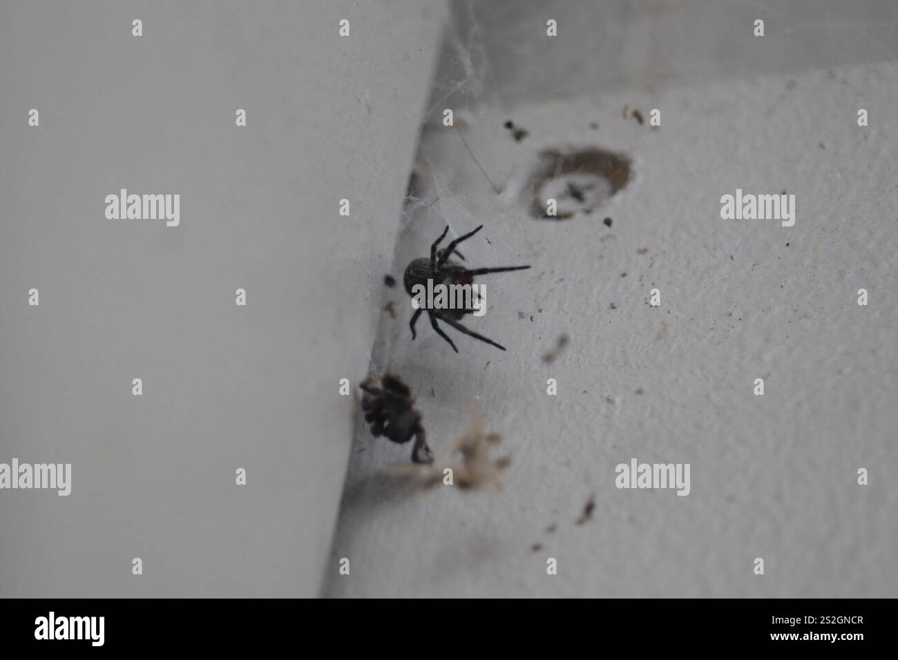 Black House Spider (Badumna insignis Stock Photo - Alamy