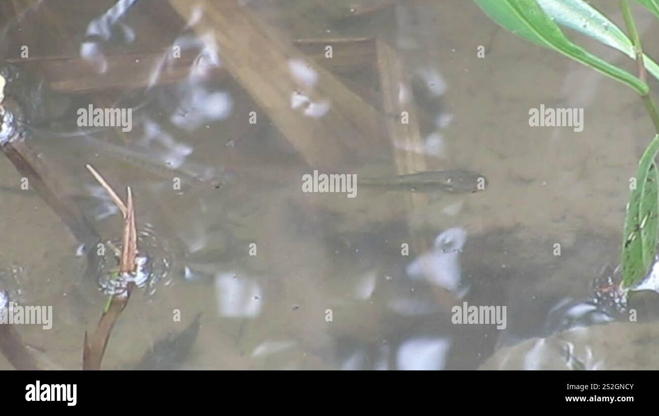 Typical Killifishes (Fundulus Stock Photo - Alamy