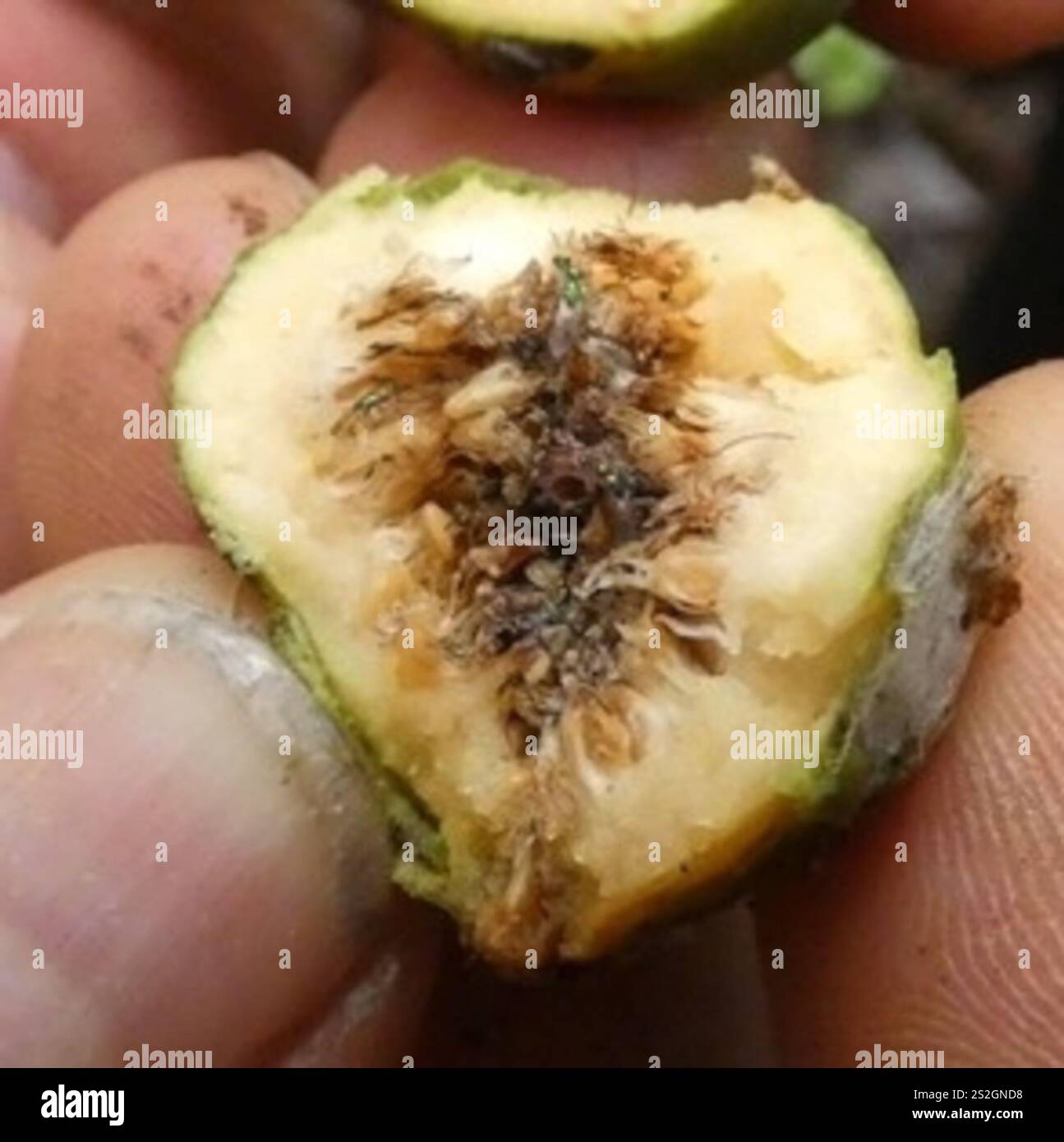 Fig wasps (Agaonidae Stock Photo - Alamy