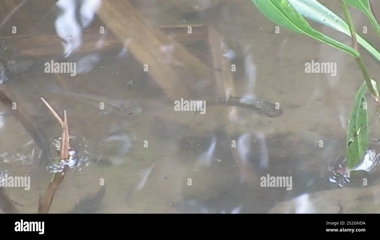 Typical Killifishes (Fundulus Stock Photo - Alamy