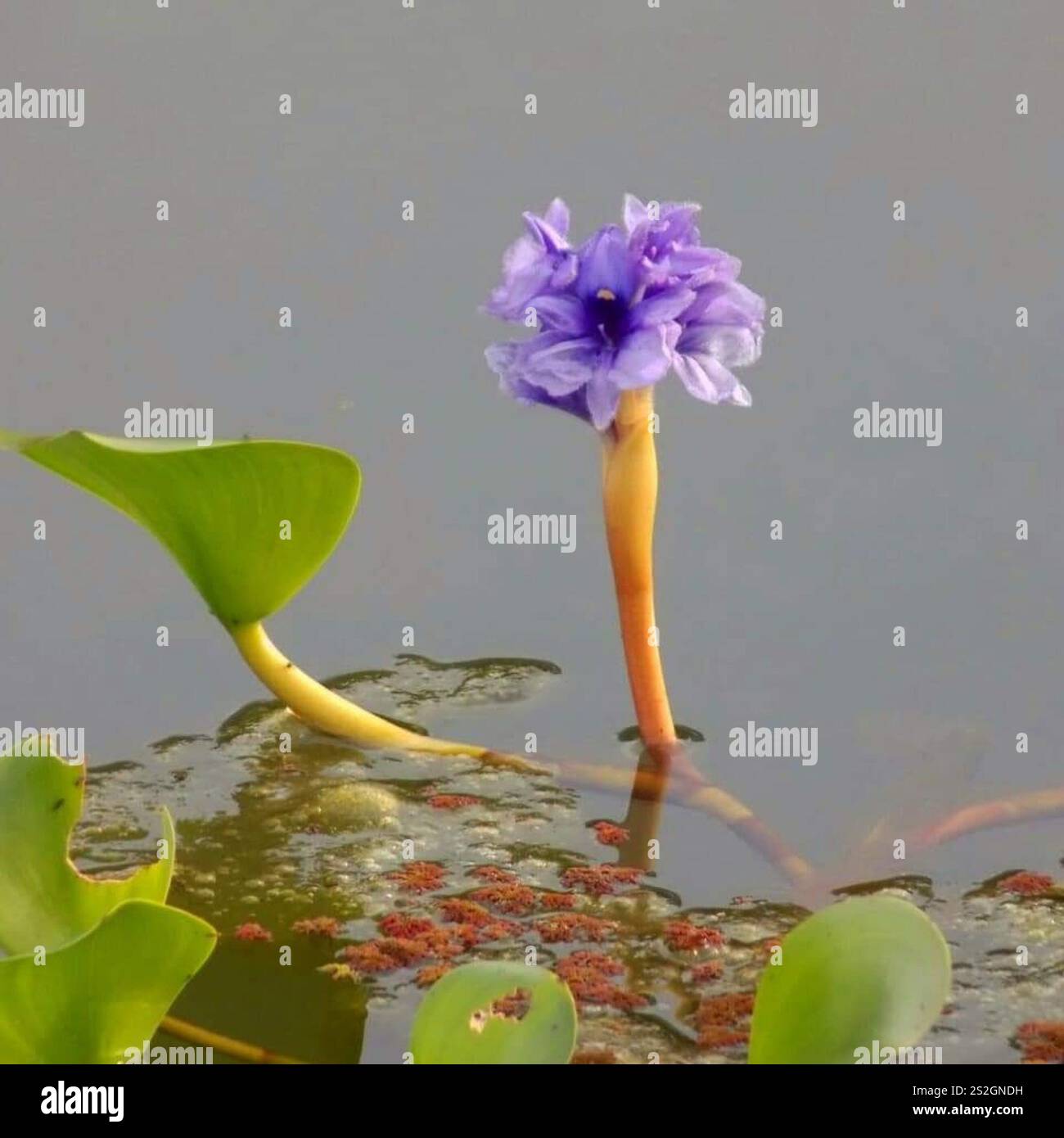anchored water hyacinth (Pontederia azurea Stock Photo - Alamy