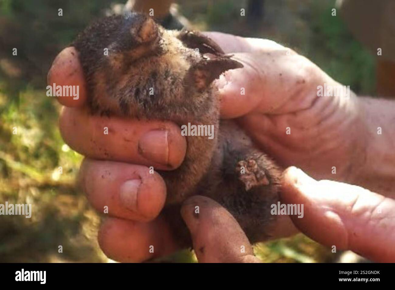 "golden mole" hi-res stock photography and images - Alamy