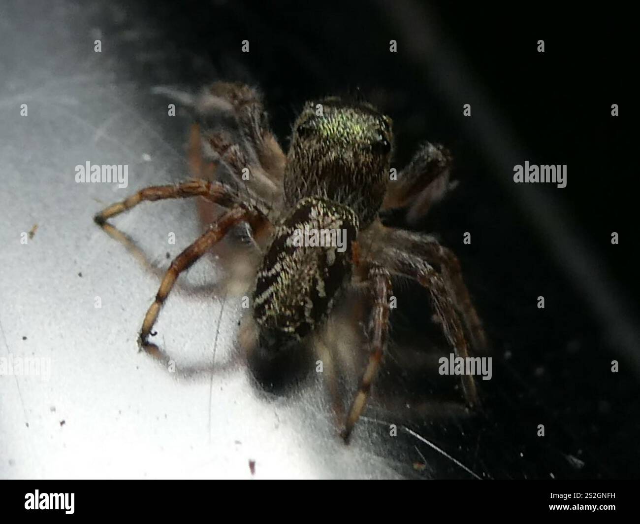 Bronze Jumping Spider (Eris militaris Stock Photo - Alamy