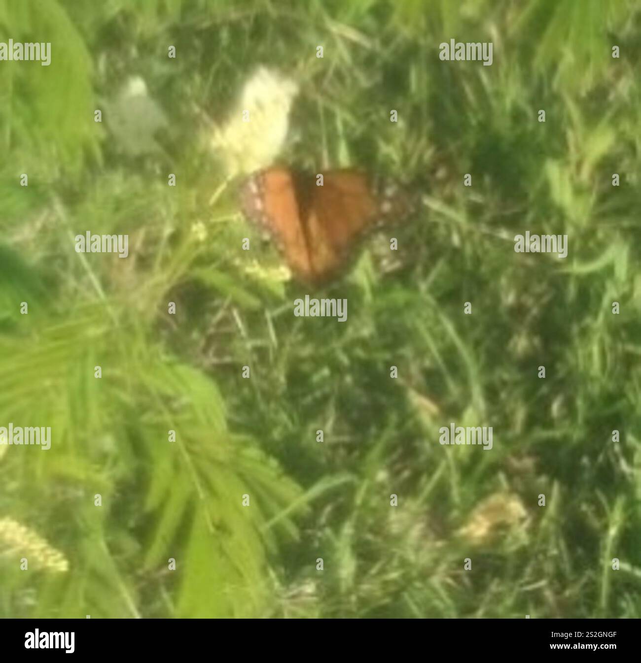 Southern Monarch (Danaus erippus Stock Photo - Alamy