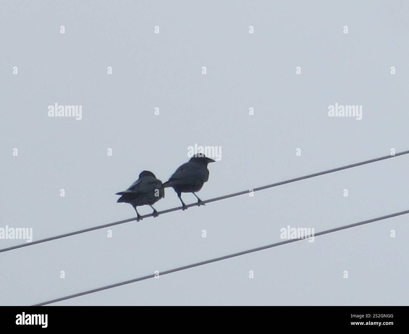 Fish Crow (Corvus ossifragus Stock Photo - Alamy