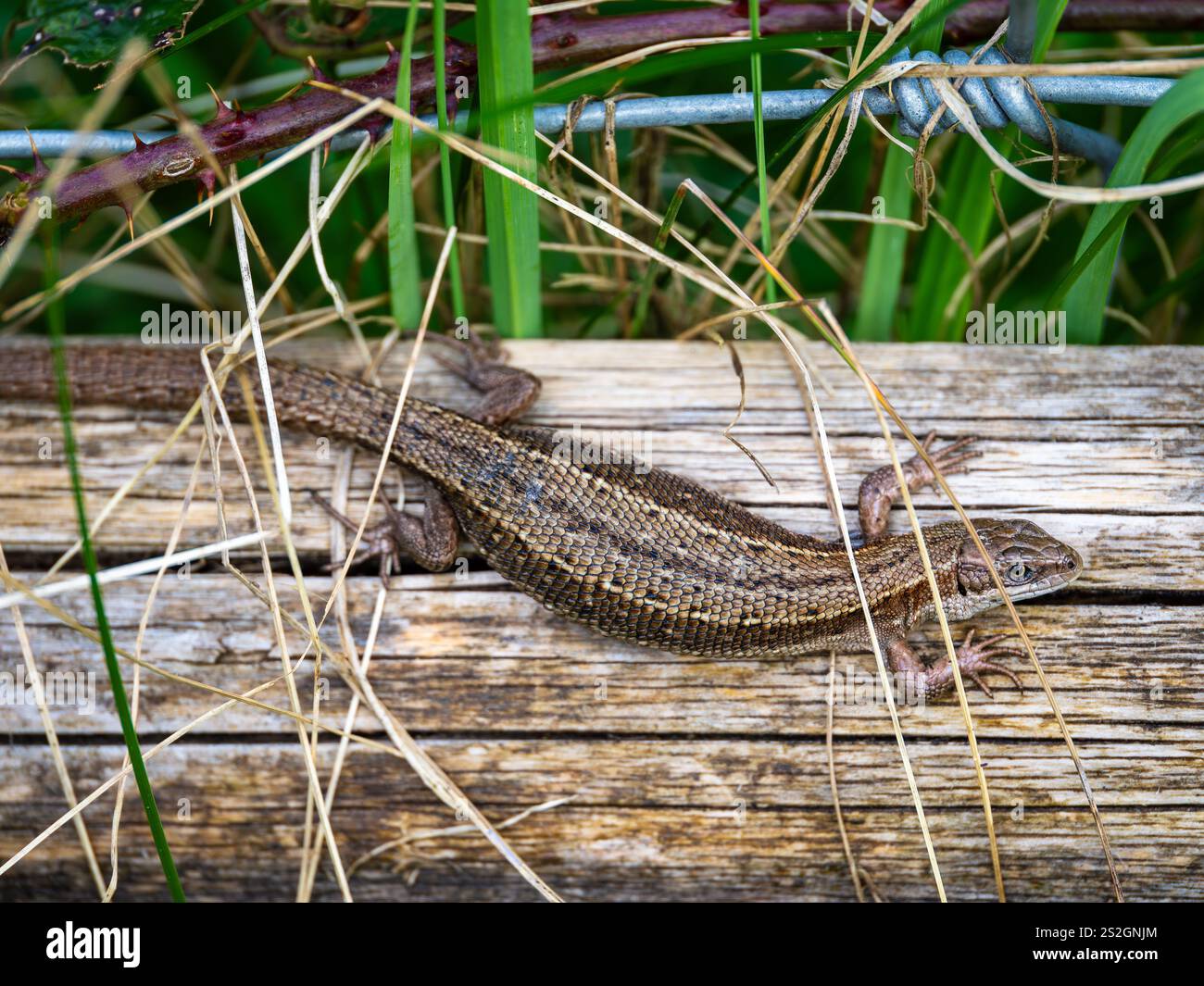Common Lizard Basking on a Post Stock Photo - Alamy