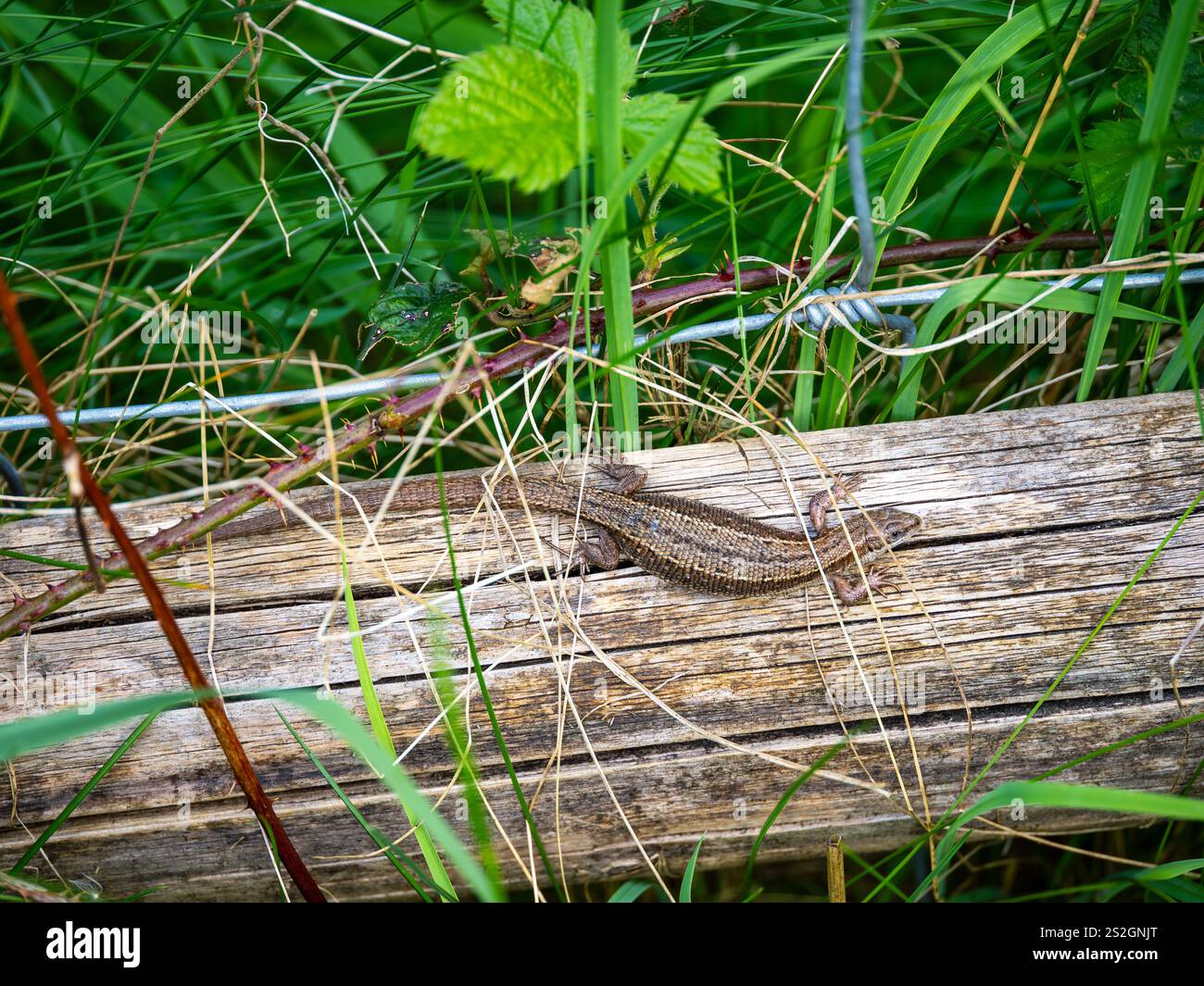 Common Lizard Basking on a Post Stock Photo - Alamy