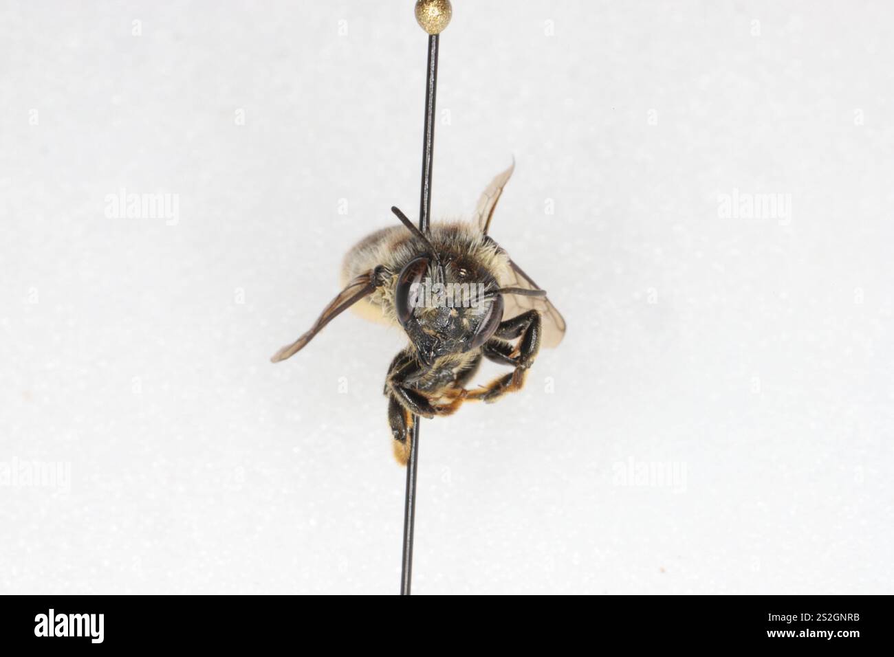 Unarmed Leafcutter Bee (Megachile inermis Stock Photo - Alamy