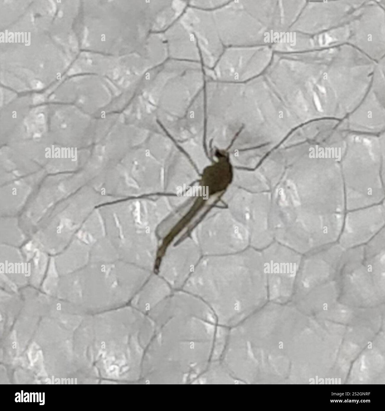 Non-biting Midges (Chironomidae Stock Photo - Alamy