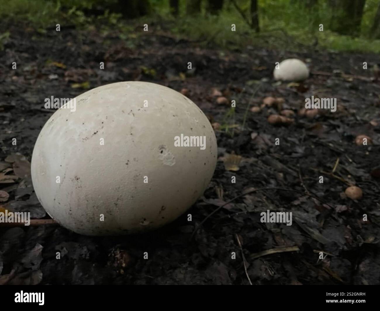 giant puffball (Calvatia gigantea Stock Photo - Alamy