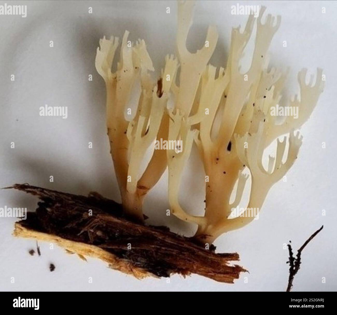 crown-tipped coral fungus (Artomyces pyxidatus Stock Photo - Alamy
